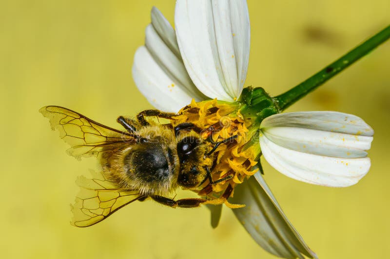 Bumble Bee with Broken Wings on Yellow Flower Stock Image - Image of ...