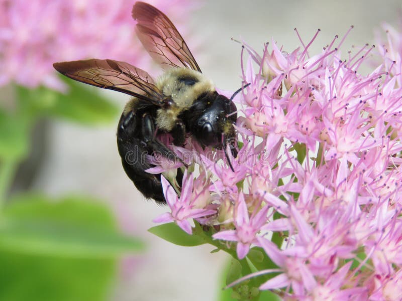 Bumble Bee stock image. Image of bumblebee, flower, garden - 189014509