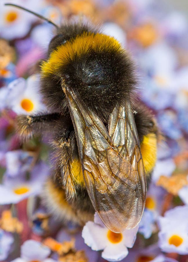 Bee Queen and Bees on Honeycomb Stock Image - Image of queen, honeycomb ...