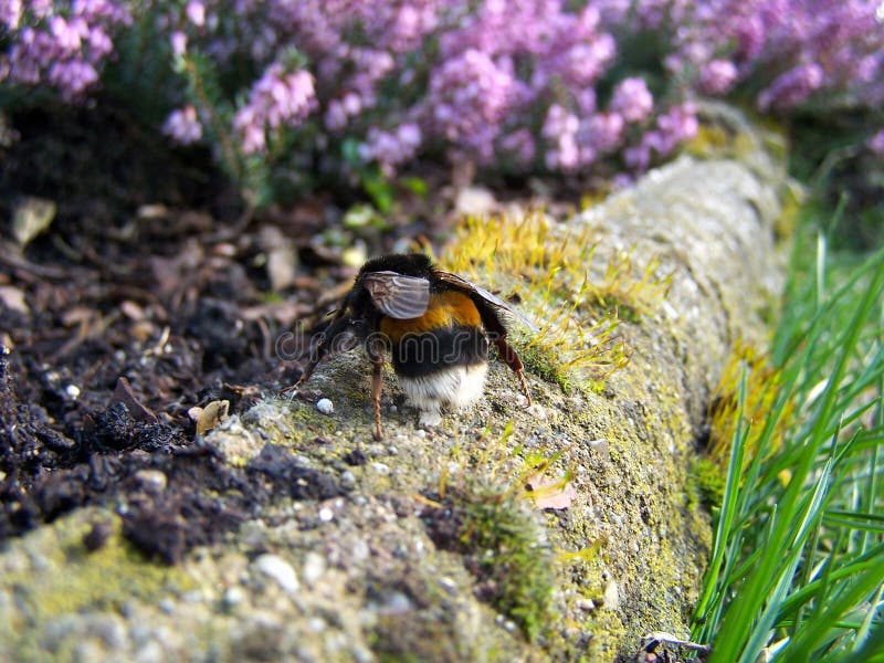 Bumble bee stock photo. Image of moss, bombus, setae - 54670248