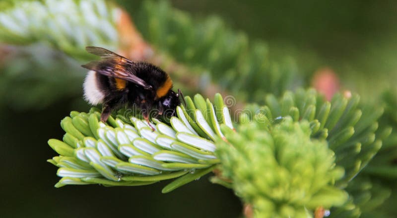 Bumble Bee stock photo. Image of bombus, bees, bumblebees - 79169860