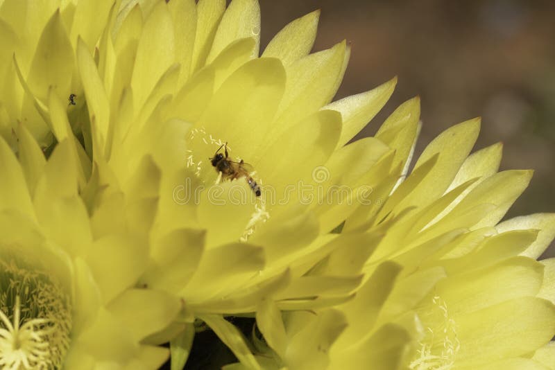 Bumble Bee Buzzing Around Flowers Stock Image - Image of forest ...
