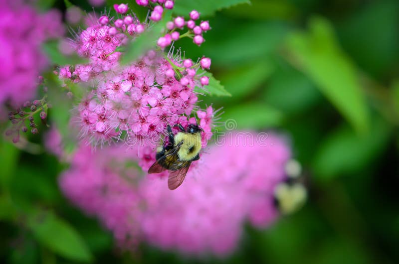 Bumble bee buzzing stock image. Image of pollen, bumble - 311332823