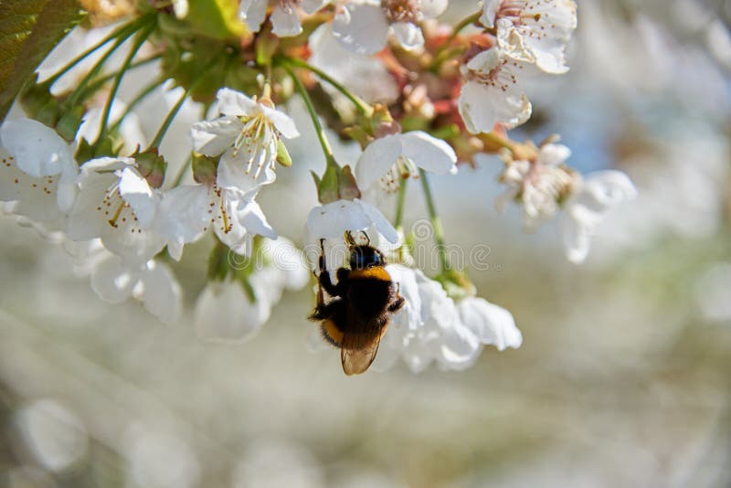 Bumble Bee on Cherry Tree Blossom Stock Image - Image of season, spring ...
