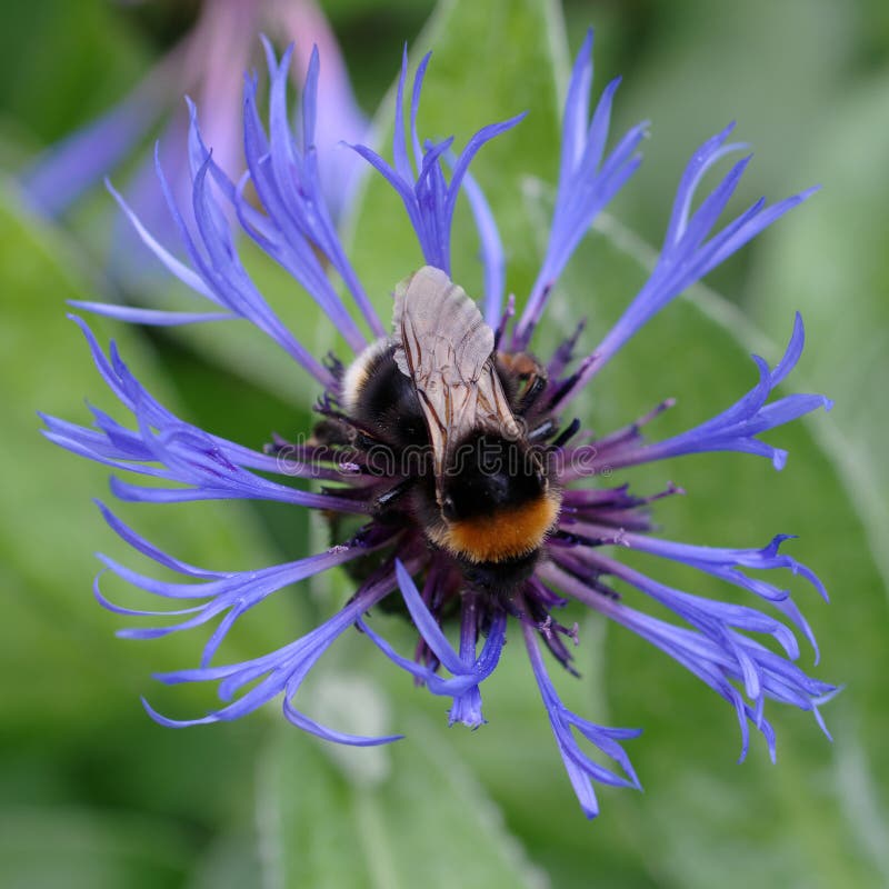 Bumble bee on blue flower stock photo. Image of nature - 321729698