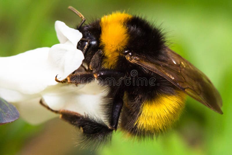 Bumble bee close up stock image. Image of face, honey - 89762071