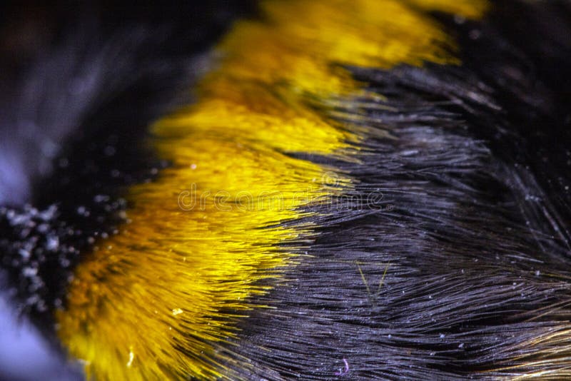 Bumble Bee Close Up of Yellow and Black Hair on Back Stock Image ...