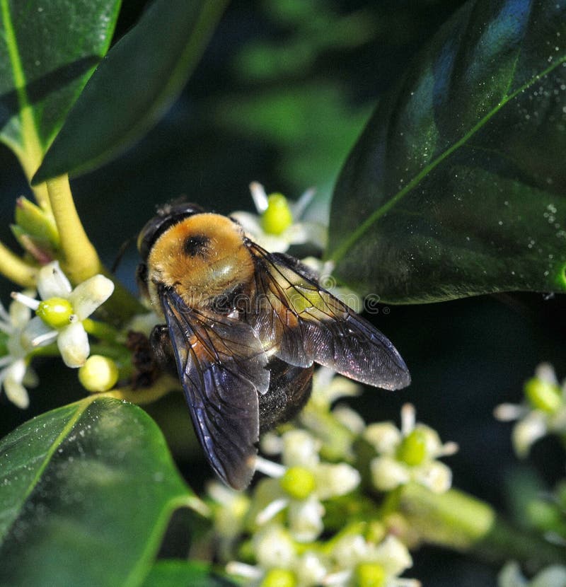 Bumble bee stock photo. Image of closeup, bumble, flower - 114319322