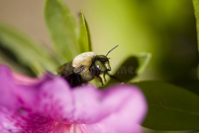 Bumble Bee Collecting Pollen Stock Photo - Image of eating, bumblebee ...