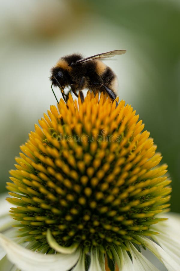 Bumble Bee Collecting Pollen from an Echinacea Stock Photo - Image of ...