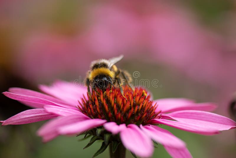 Bumble Bee Collecting Pollen from an Echinacea Stock Photo - Image of ...
