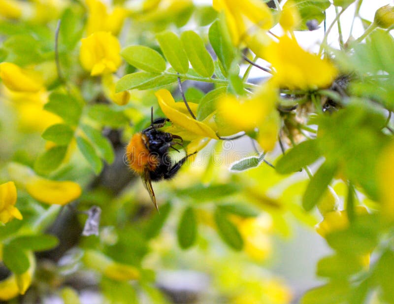 Bumble Bee Collecting Pollen on a Flower Stock Image - Image of ...
