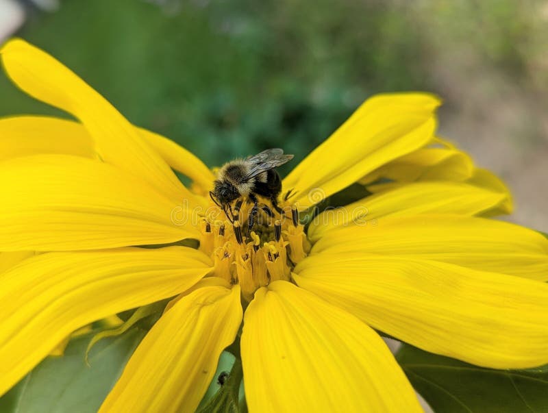 Bumble Bee Collecting Pollen from a Large Yellow Sunflower Stock Photo ...