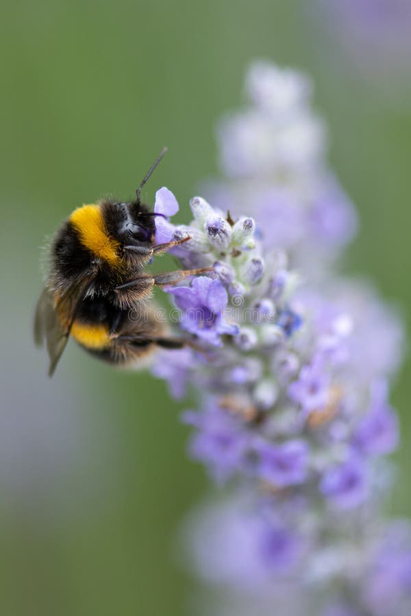 Bumble Bee Collecting Pollen Stock Photo - Image of beauty, close ...