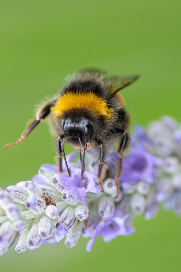 Bumble Bee Collecting Pollen Stock Photo - Image of honey, garden ...