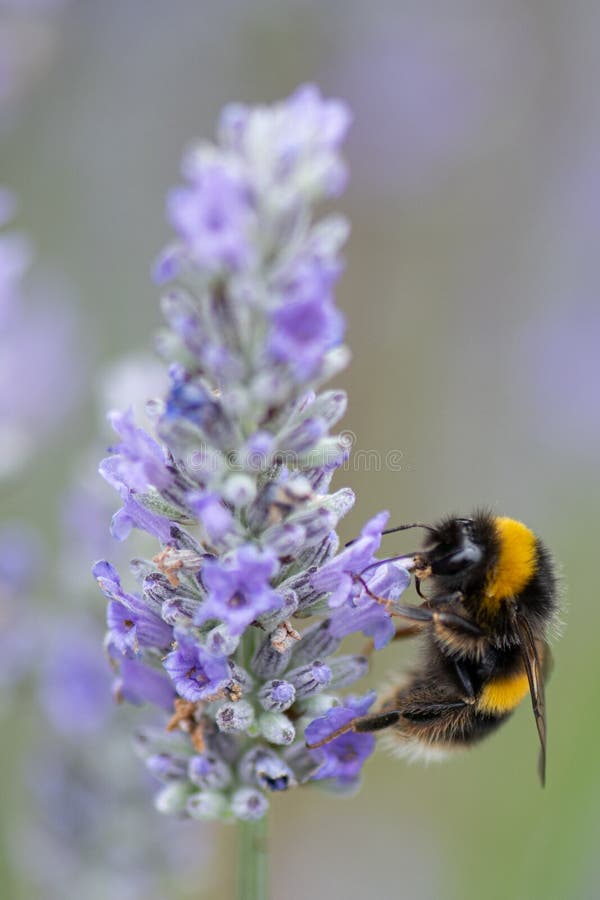 Bumble Bee Collecting Pollen Stock Image - Image of pollen, blossom ...