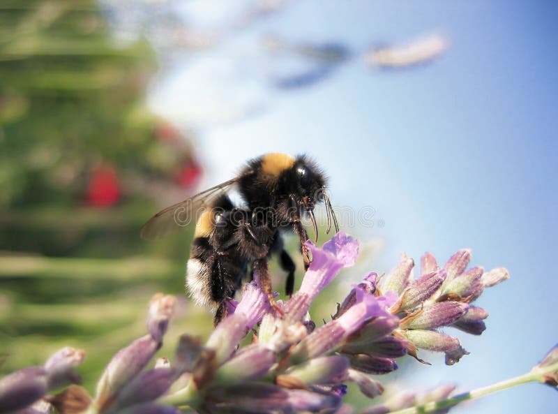 Bumble Bee Collecting Pollen Stock Photo - Image of petal, striped ...