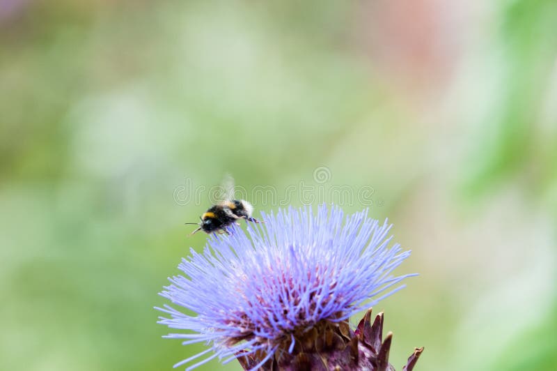 Bumble Bee Collecting Pollen on a Plant Stock Image - Image of plant ...