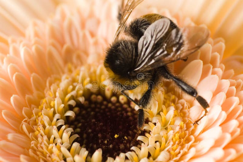A Bumble-bee Collects Pollen on Stock Image - Image of color, cute: 7895513