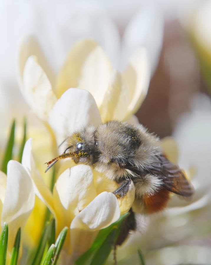 Bumble Bee Covered with Pollen Close Up Stock Photo - Image of covered ...