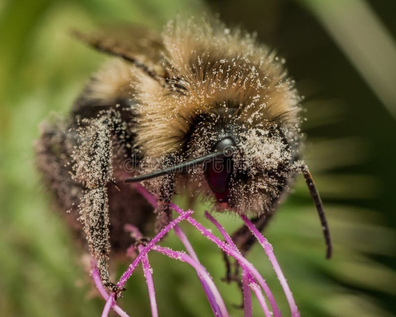 Bumble Bee Covered in Pollen on Purple Thistle Stock Image - Image of ...