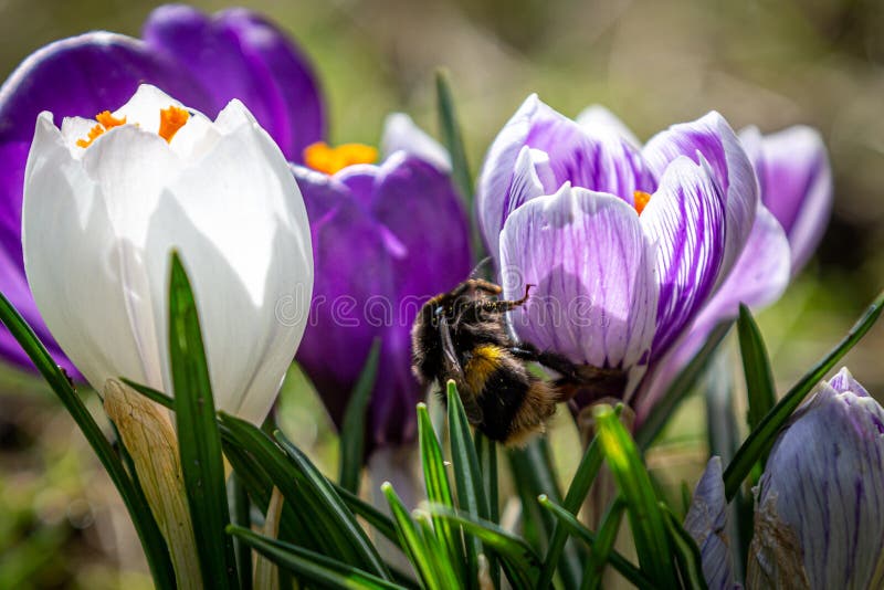 A Bumble Bee on a Crocus in the Spring Sunshine Stock Image - Image of ...
