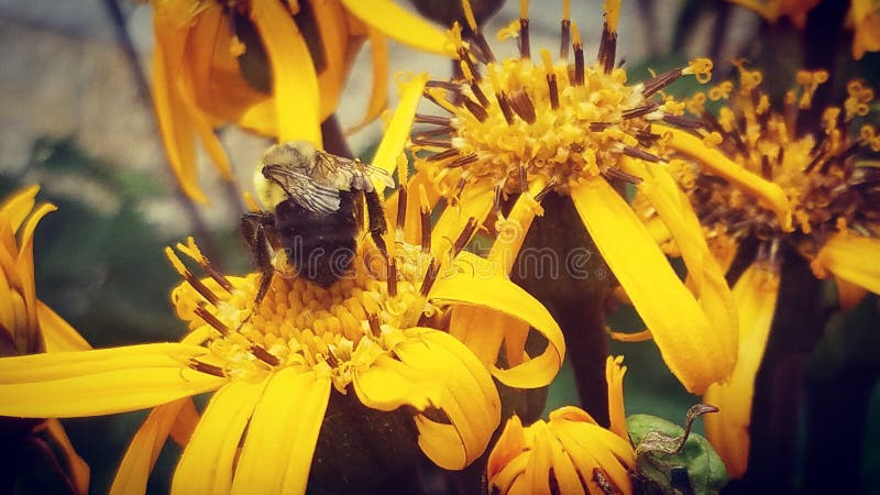 Bumbles stock image. Image of bumbles, bumble, enjoys - 126102205