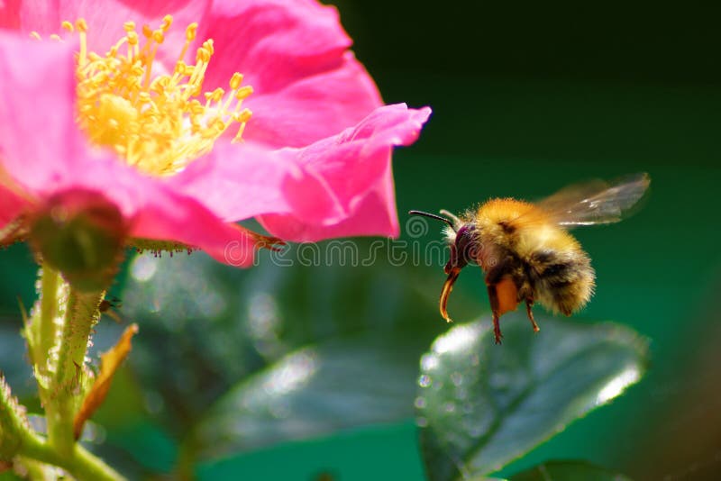 Bumble Bee Feeding On Stachys Byzantina Lambs Ears Plant Stock Photo ...