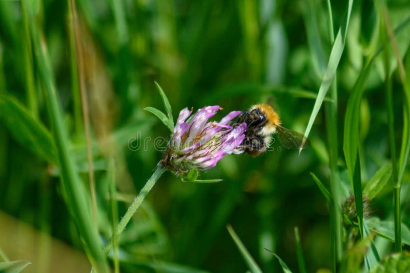 Bumble Bee Feeding from Pink Clover Flower Stock Image - Image of ...