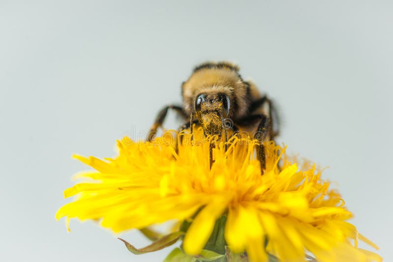 Frontal View of Bumblebee stock photo. Image of fauna - 148685530