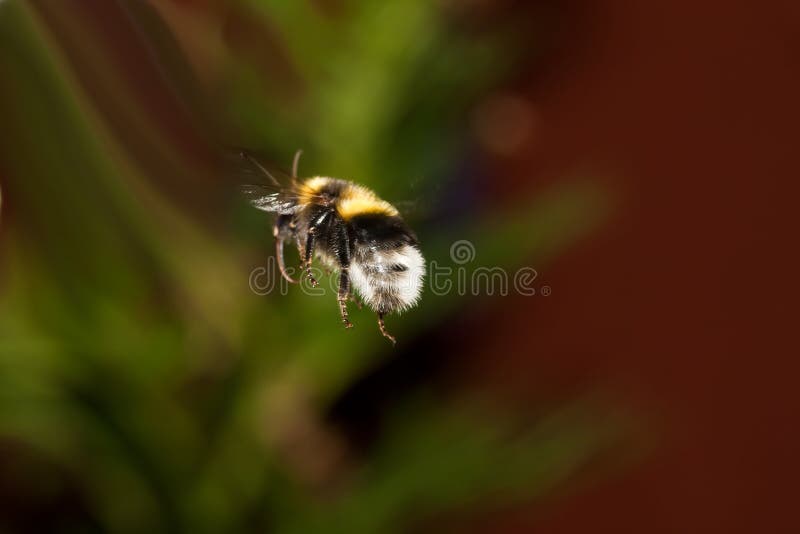 Bumble bee in flight stock image. Image of animal, animals - 22241299