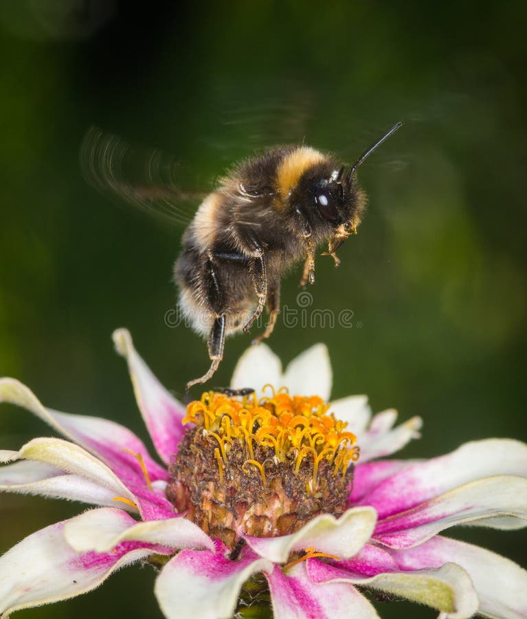 Bumble bee in flight stock image. Image of blossom, animal - 334975037