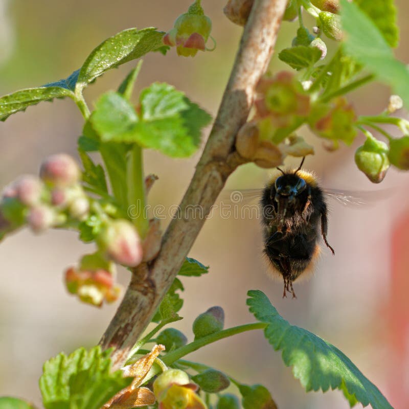 Bumble bee in flight stock photo. Image of bush, buzzing - 40387192