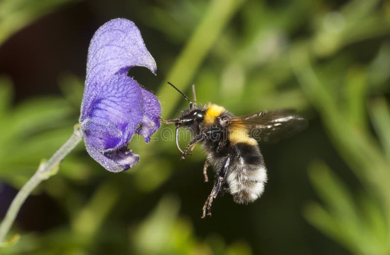 Bumble bee in flight stock image. Image of flying, blooming - 68050733