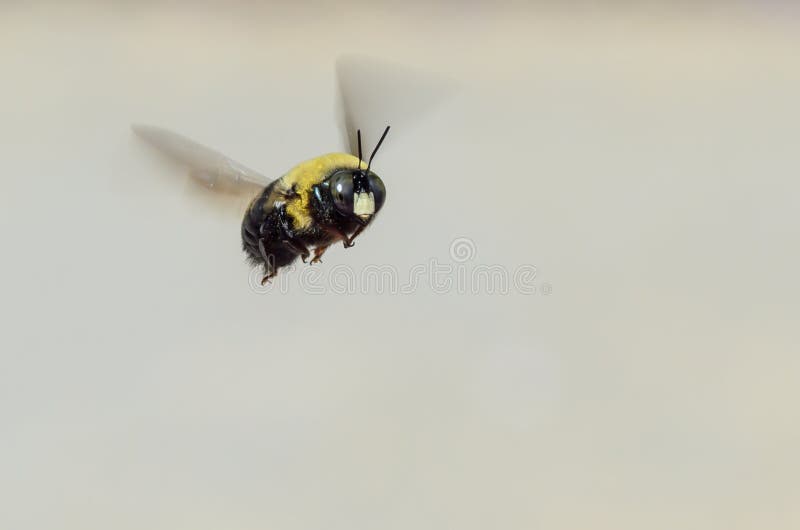 Bumble Bee in Flight stock image. Image of nectar, meadow - 53621529