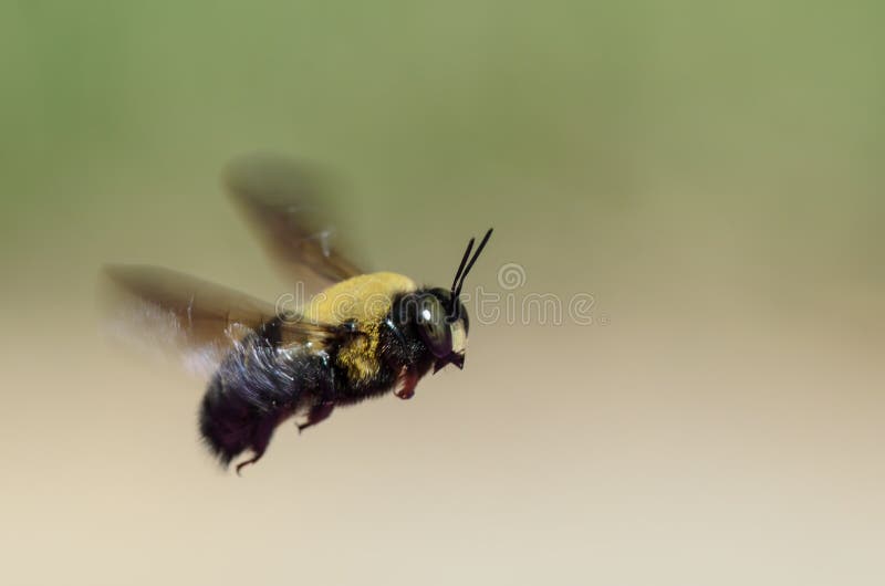 Bumble Bee in Flight stock photo. Image of weather, wildlife - 53622808