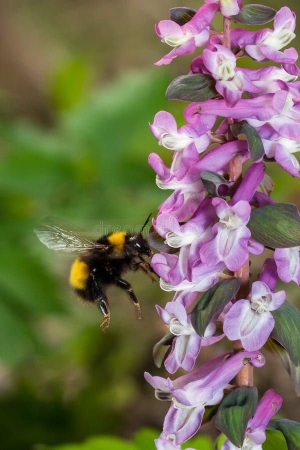 Bumble bee in flight stock photo. Image of black, isolated - 89761818
