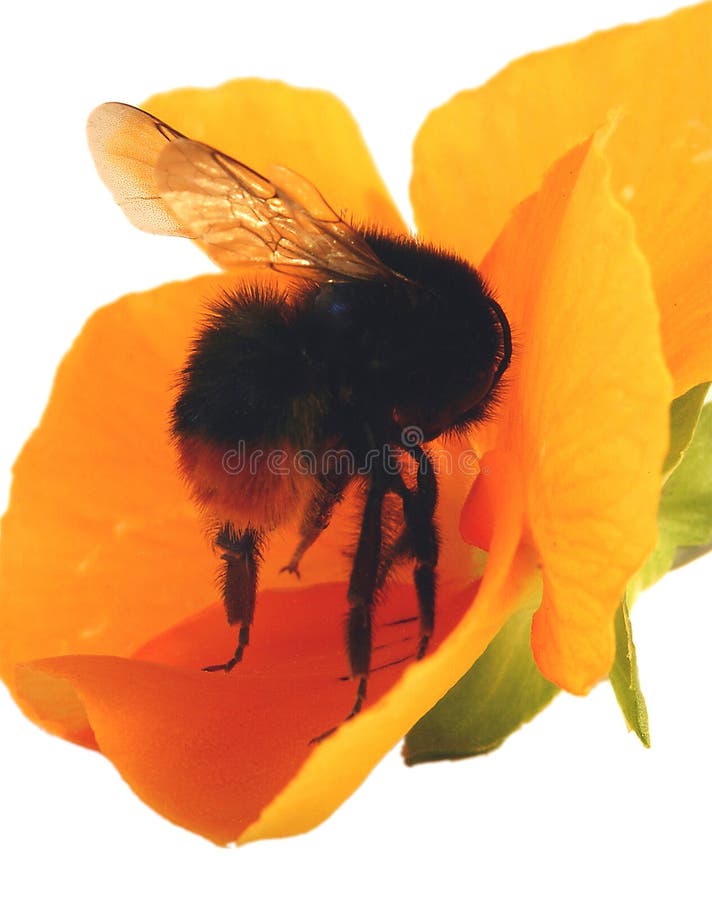Bumble Bee on a flower stock image. Image of natural, soil - 167989