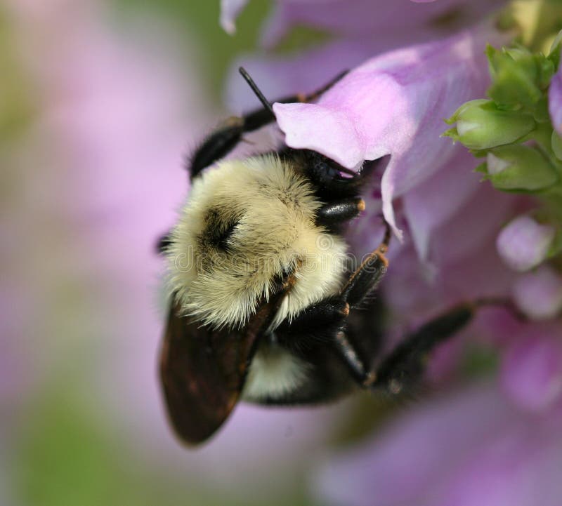 Bumble bee on flower stock image. Image of summer, pollen - 2893899