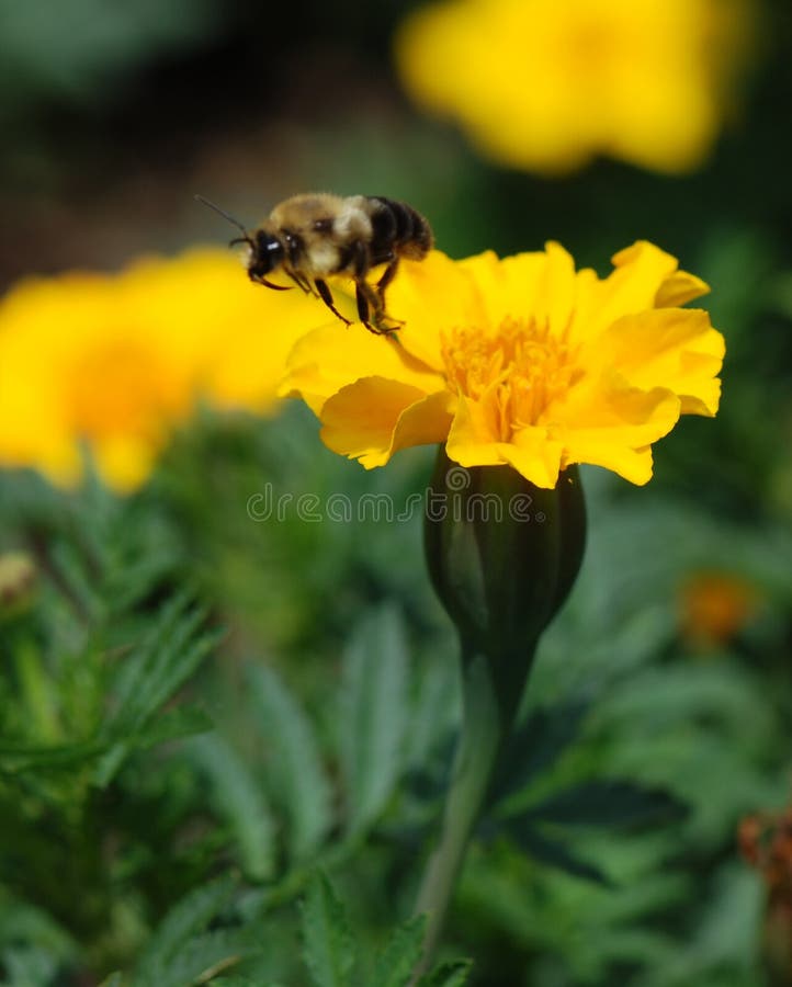 Bumble Bee Flower stock image. Image of insect, animal - 5595519