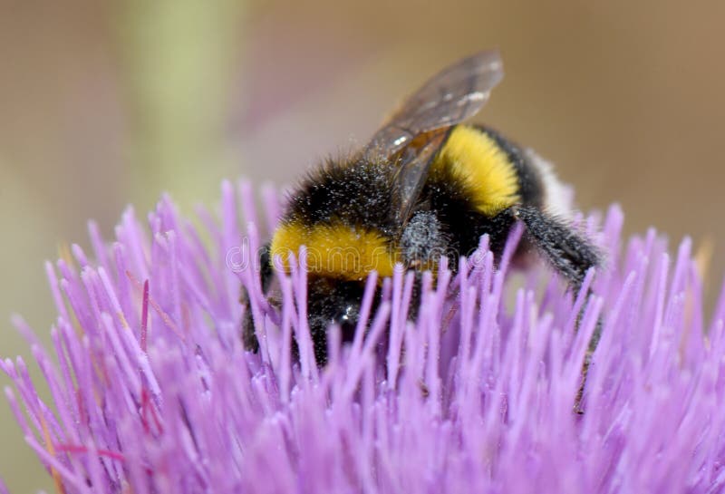 Buff-tailed Bumblebee on Thistle Flower, Cyprus Stock Photo - Image of ...