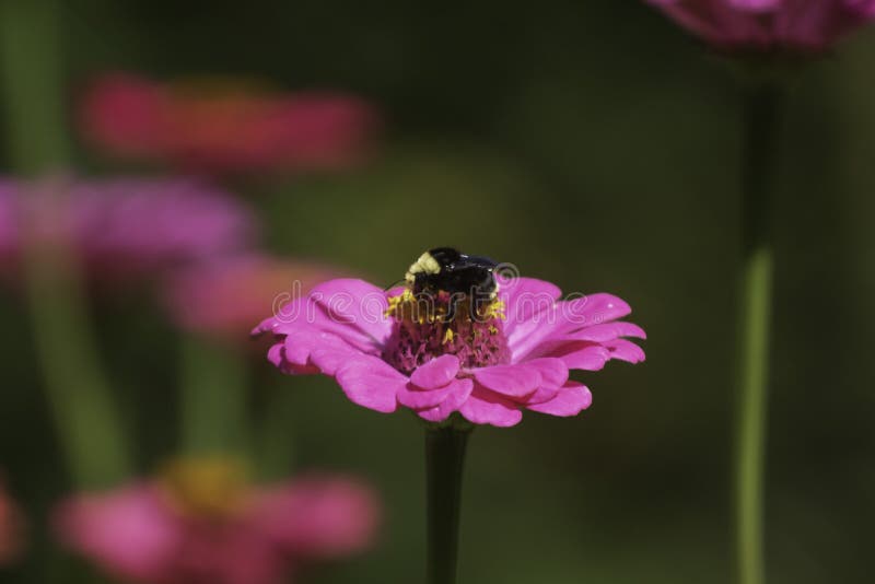 A Bumble Bee on a Flower in a Garden Stock Photo - Image of green ...