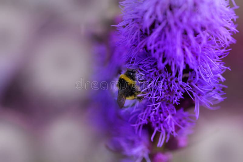Bumble Bee on the Flower. Macro Photography of Nature Stock Photo ...