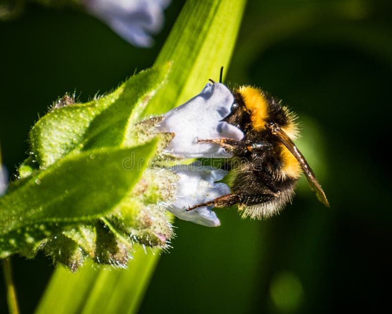 Bumble Bee on a flower stock image. Image of wildlife - 319399137