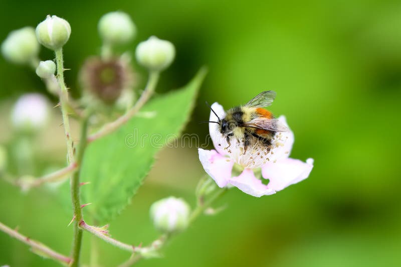 Bumble Bee on a flower stock photo. Image of wildlife - 270078966