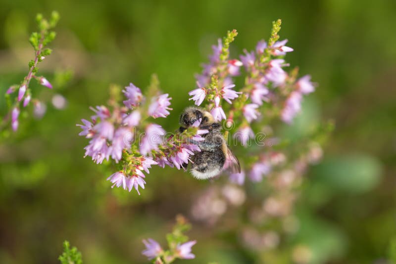 Bumble Bee on a Flowering Heather Stock Photo - Image of sunlight ...