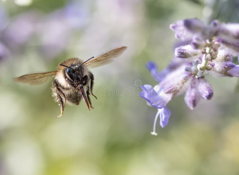 A Bumble-bee Fly Around a Lavandula Flower Stock Photo - Image of aroma ...