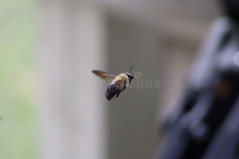 Bumble bee flying around stock photo. Image of bumble - 310267008