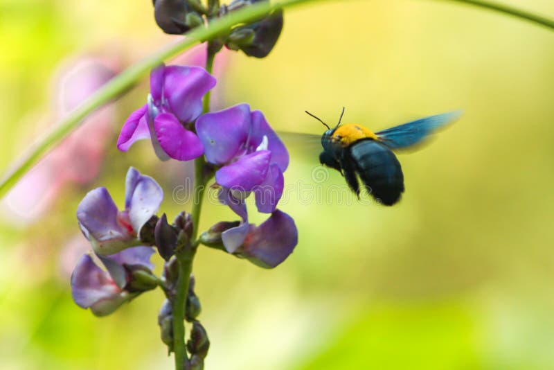 Bumble bee flying stock image. Image of autumn, flying - 106796955