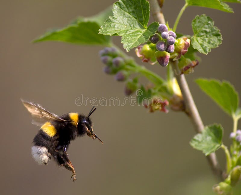 Bee Flying